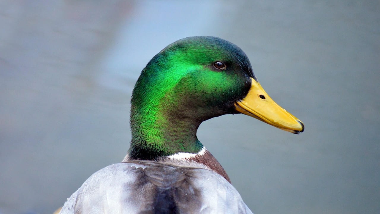 Want Gold? Get a Duck!